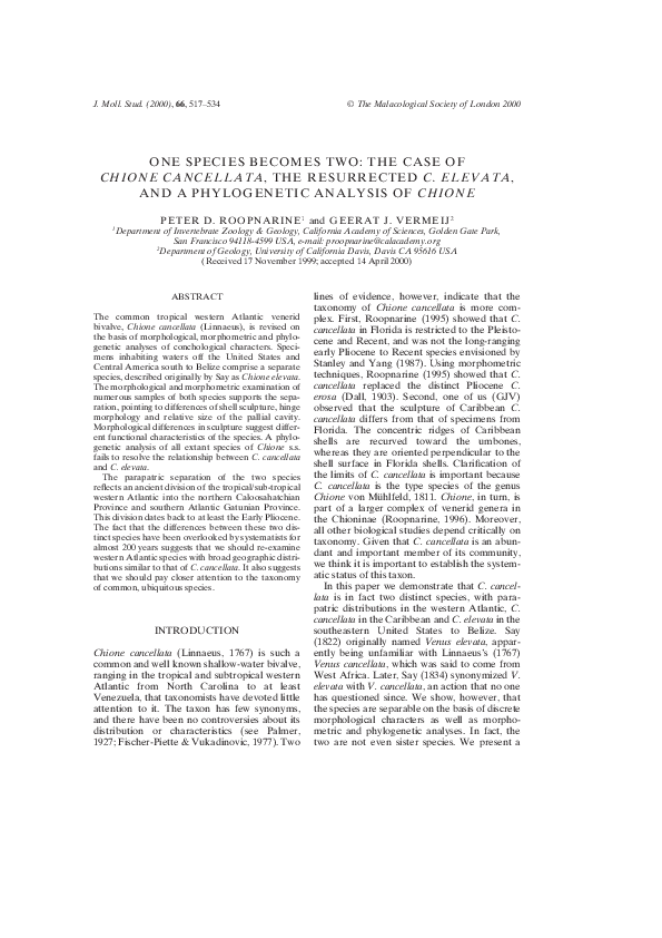 (PDF) One Species Becomes Two: The Case of Chione Cancellata, the ...