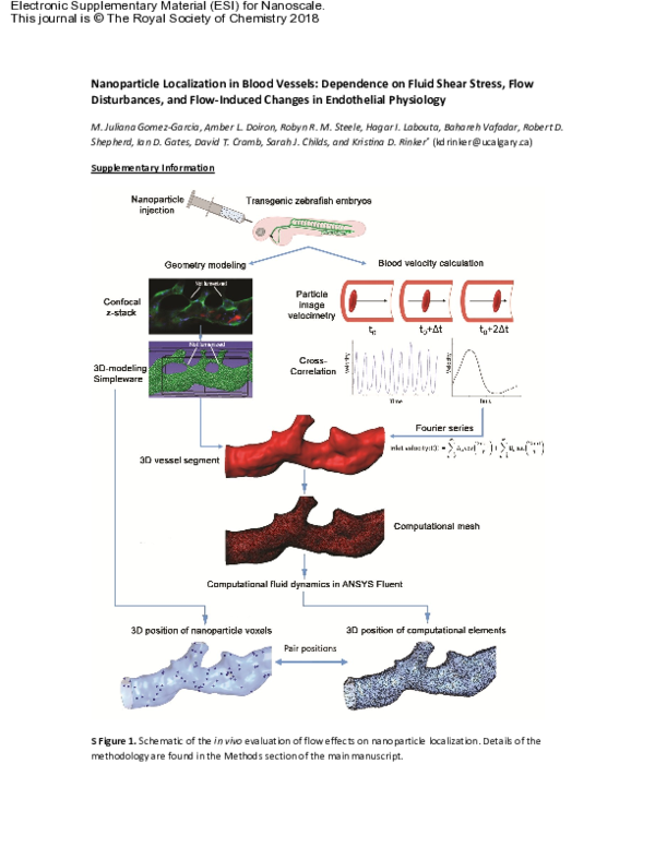 (PDF) Nanoparticle localization in blood vessels: dependence on fluid ...