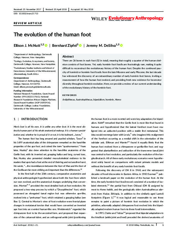 (PDF) The evolution of the human foot