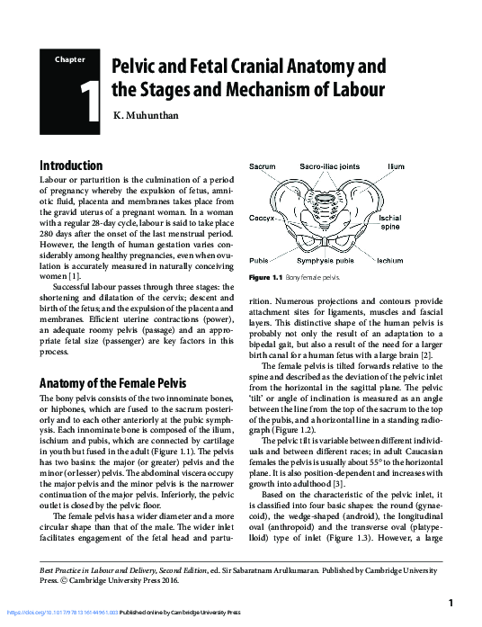 (PDF) Pelvic and Fetal Cranial Anatomy and the Stages and Mechanism of ...