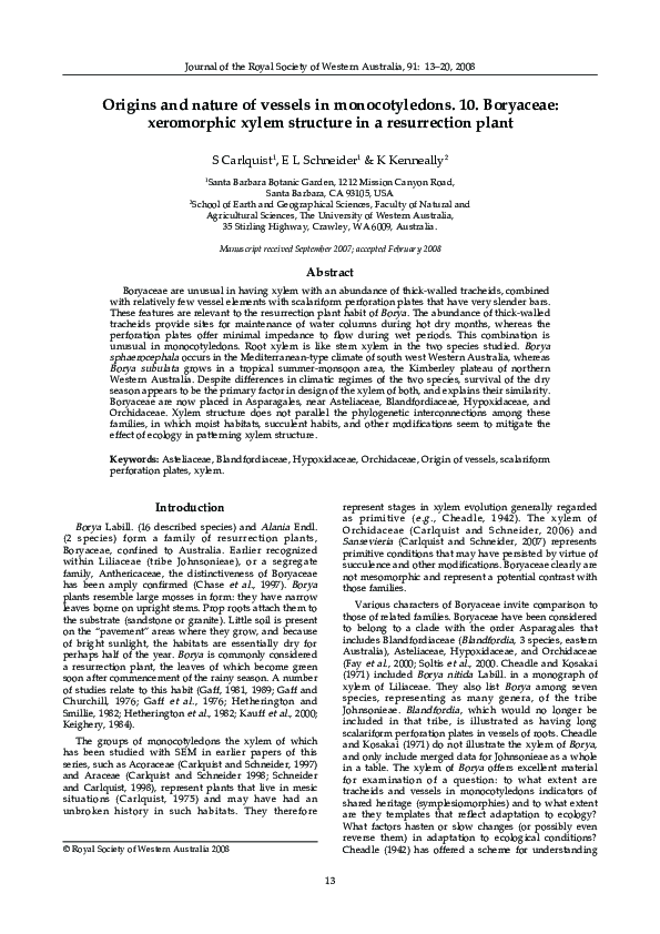 (PDF) Xylem Structure in Resurrection Plant Borya