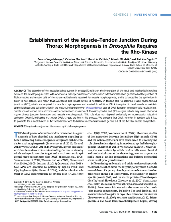 (PDF) Establishment of the Muscle-Tendon Junction During Thorax ...