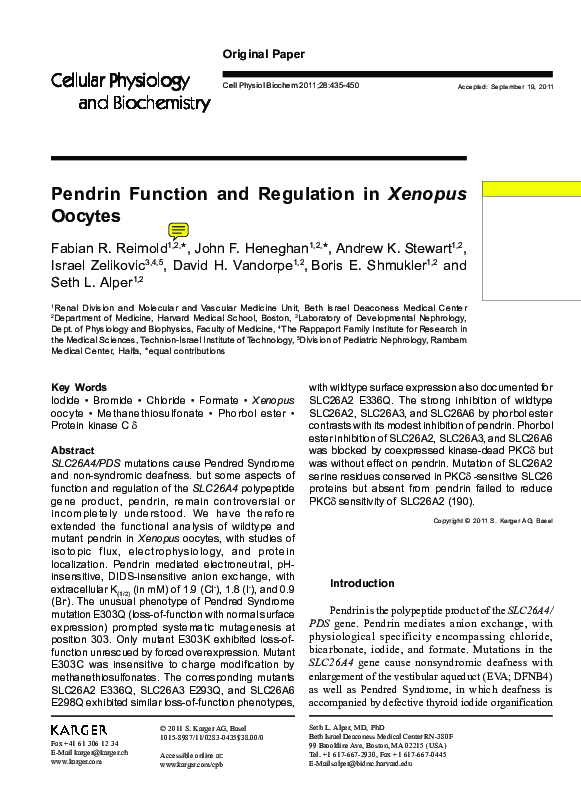 (PDF) Pendrin Function and Regulation in Xenopus Oocytes