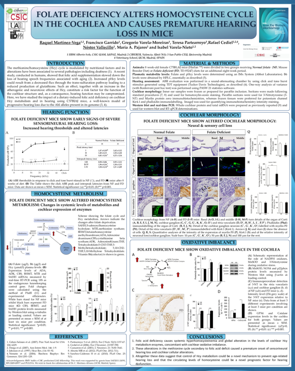 (PDF) Folate deficiency alters homocysteine cycle in the cochlea and ...