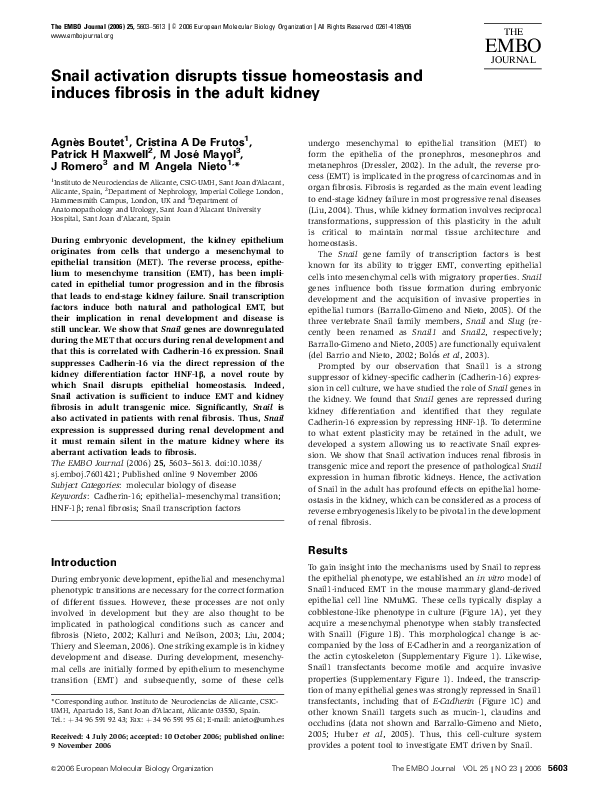 (PDF) Snail activation disrupts tissue homeostasis and induces fibrosis ...