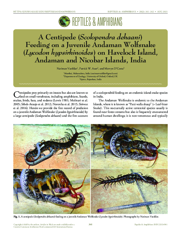 (PDF) A Centipede (Scolopendra dehaani) feeding on a juvenile Andaman Wolfsnake (Lycodon ...