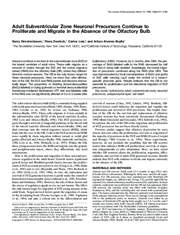 (PDF) Adult Subventricular Zone Neuronal Precursors Continue to ...