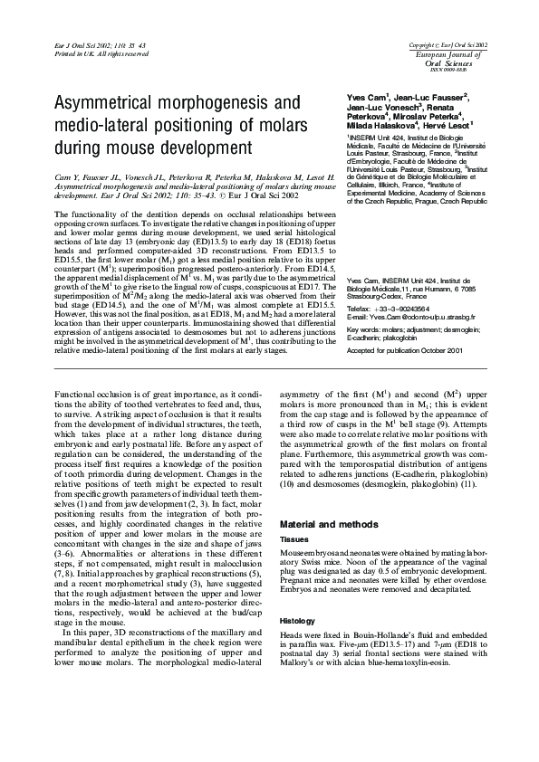 (PDF) Asymmetrical morphogenesis and medio-lateral positioning of molars during mouse development