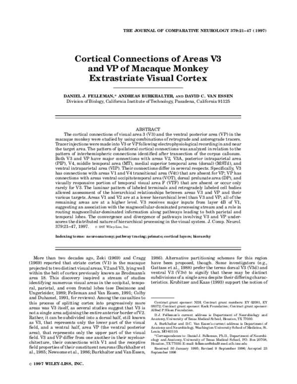 (PDF) Cortical connections of areas V3 and VP of macaque monkey ...