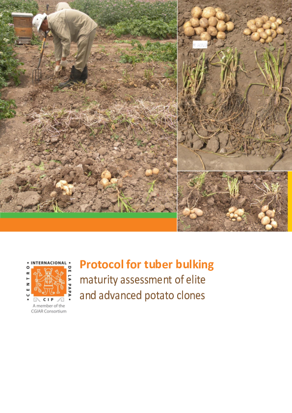 (PDF) Tuber bulking maturity assessment of elite and advanced potato ...