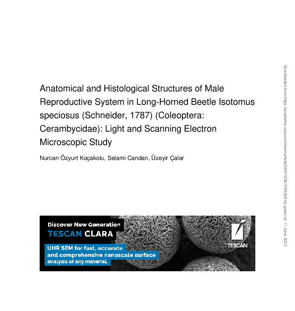 (PDF) Anatomical and Histological Structures of Male Reproductive ...