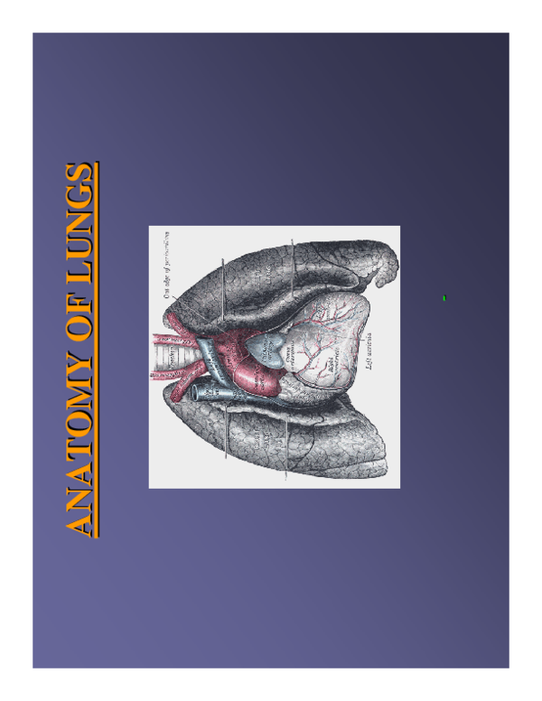 (PDF) Anatomy of the Lungs