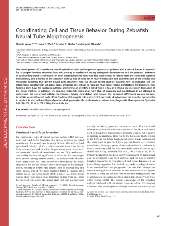 (PDF) Coordinating cell and tissue behavior during zebrafish neural ...