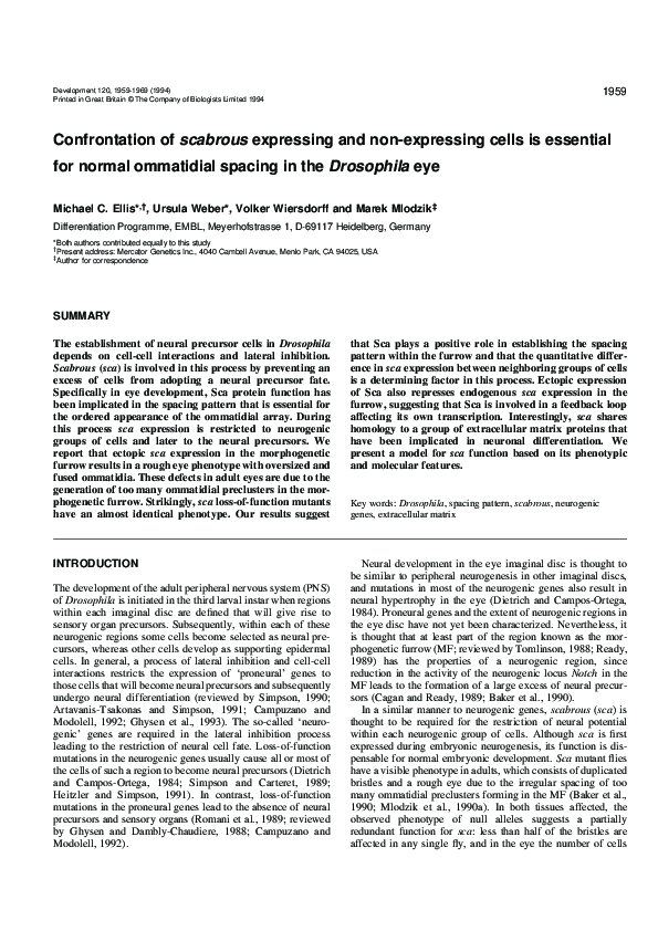 (PDF) Confrontation of scabrous expressing and non-expressing cells is ...