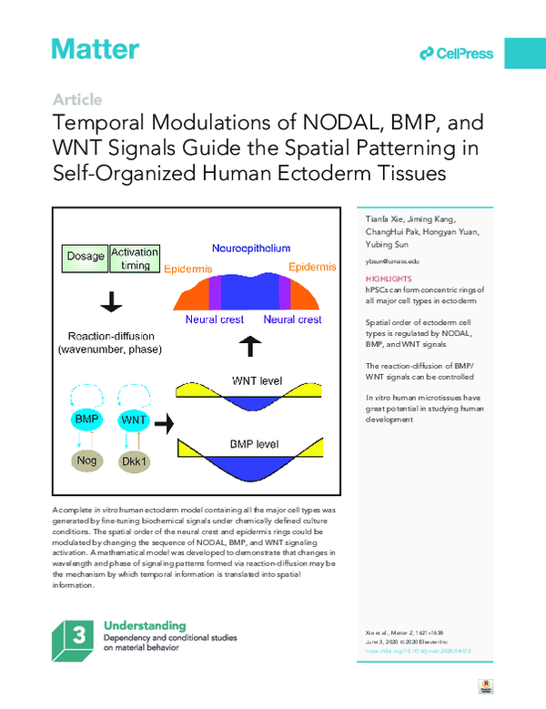 (PDF) Temporal Modulations of NODAL, BMP, and WNT Signals Guide the ...