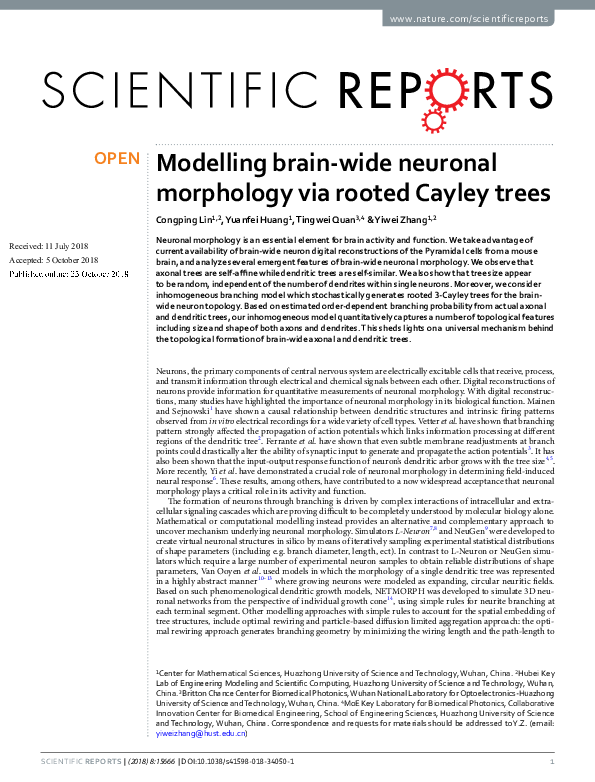 (PDF) Modelling brain-wide neuronal morphology via rooted Cayley trees
