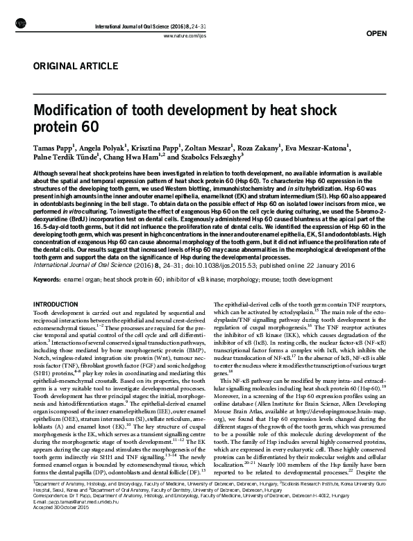 (PDF) Modification of tooth development by heat shock protein 60