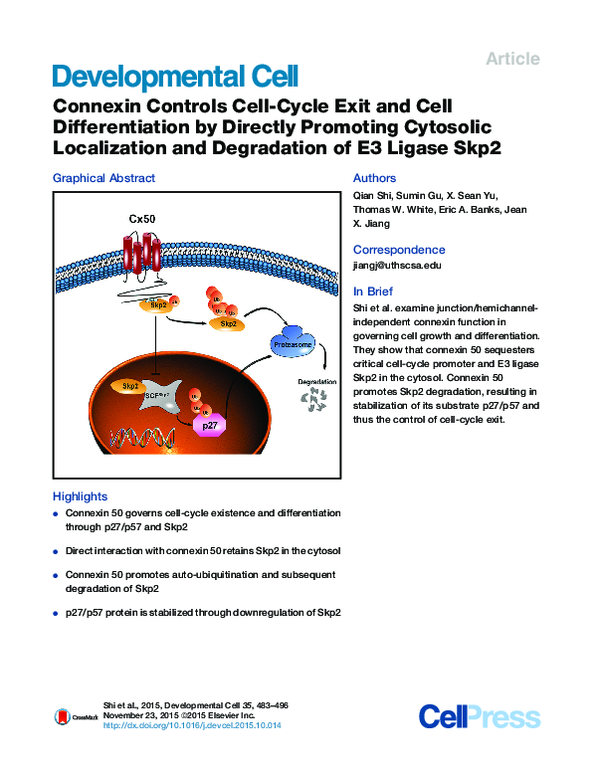(PDF) Connexin Controls Cell-Cycle Exit and Cell Differentiation by ...