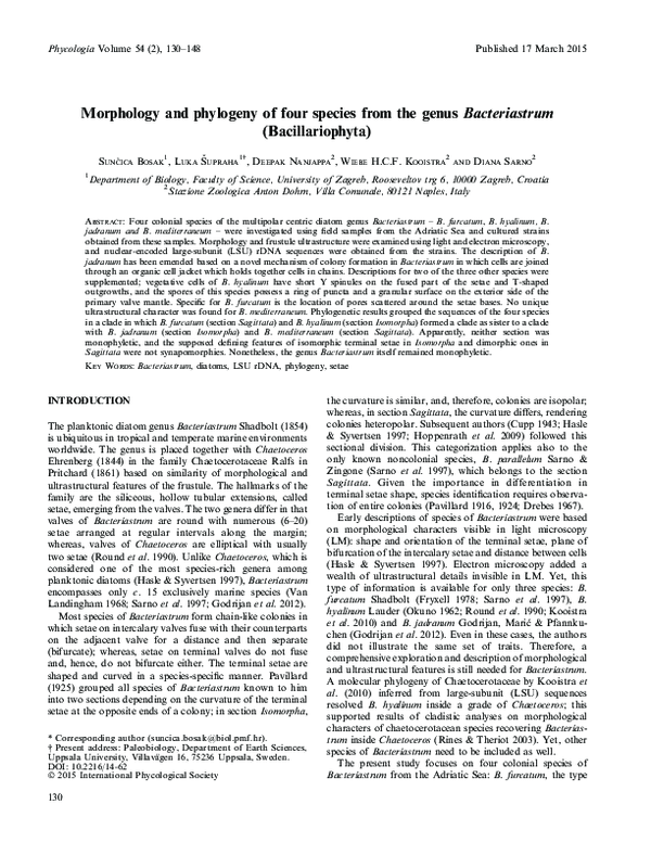 (PDF) Morphology and phylogeny of four species from the genus ...