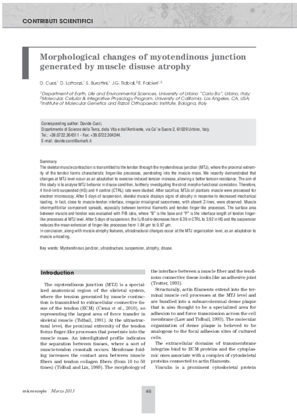 (PDF) Morphological changes of myotendinous junction generated by ...