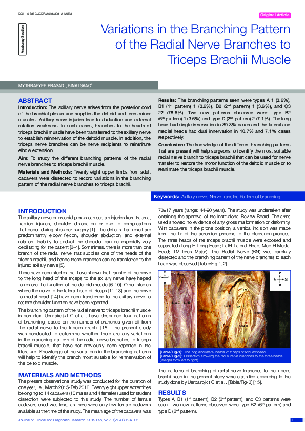 (PDF) Variations in the Branching Pattern of the Radial Nerve Branches ...