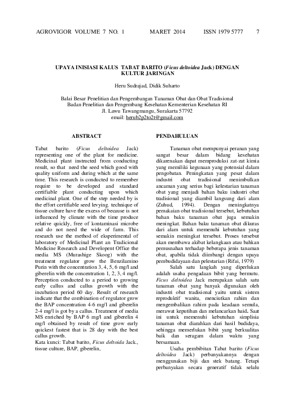 (PDF) UPAYA INISIASI KALUS TABAT BARITO (Ficus deltoidea Jack) DENGAN ...