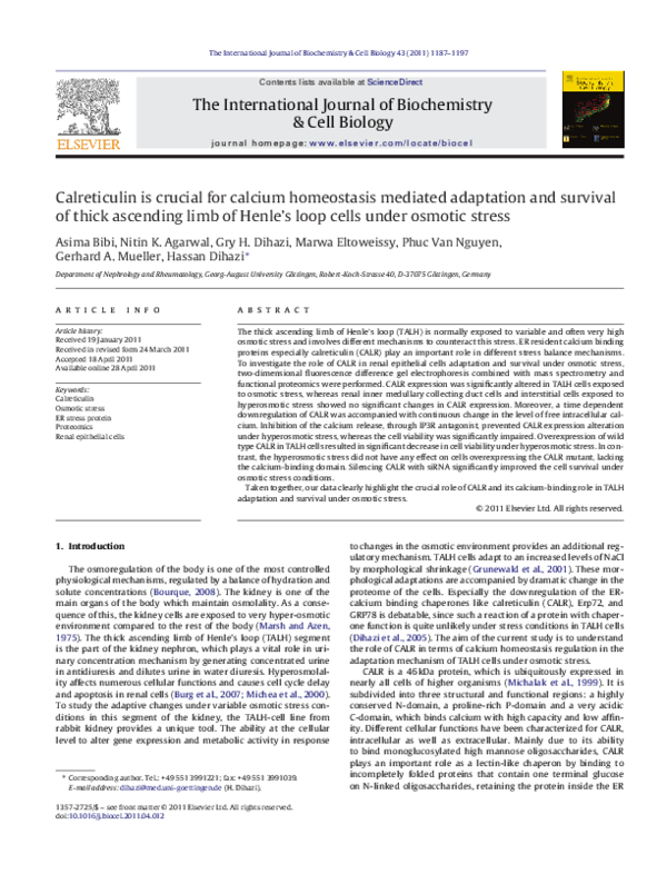 (PDF) Calreticulin is crucial for calcium homeostasis mediated ...
