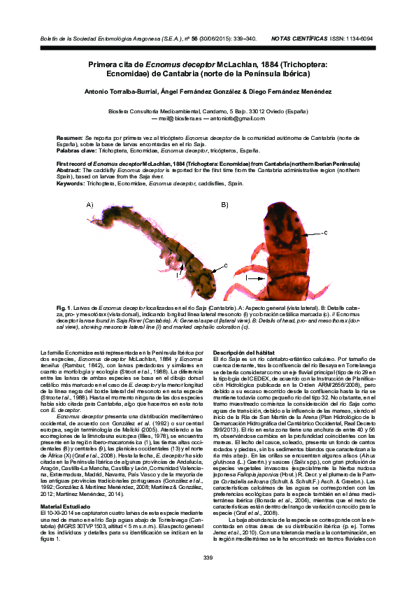 (PDF) Primera cita de Ecnomus deceptor McLachlan, 1884 (Trichoptera ...