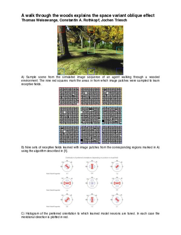 (PDF) A walk through the woods explains the space variant oblique effect