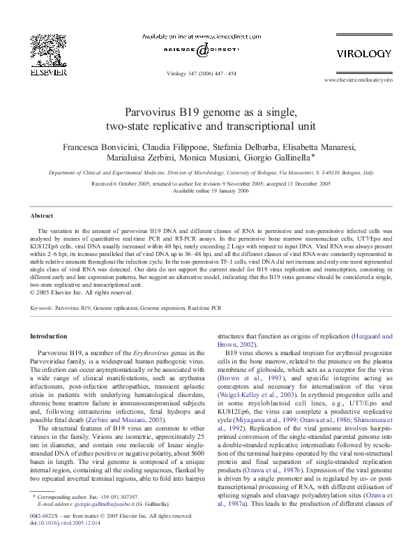 (PDF) Parvovirus B19 genome as a single, two-state replicative and transcriptional unit