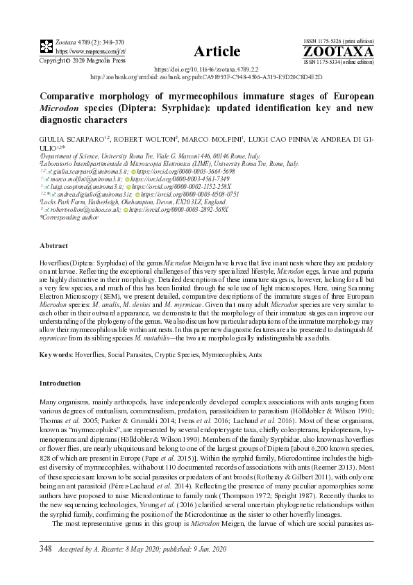 (PDF) Comparative morphology of myrmecophilous immature stages of ...