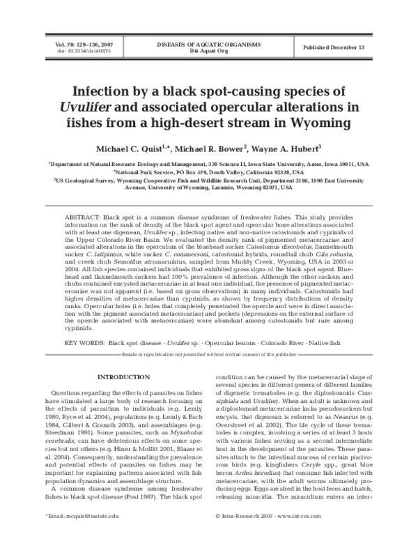 (PDF) Infection by a black spot-causing species of Uvulifer and ...