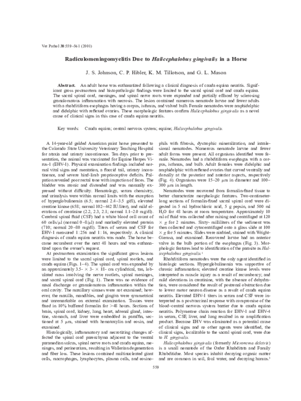 (PDF) Radiculomeningomyelitis Due to Halicephalobus gingivalis in a Horse