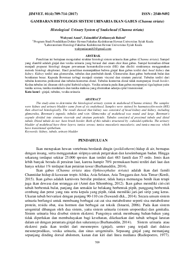 (PDF) STRUKTUR HISTOLOGI KULIT IKAN GABUS (Channa striata) (The ...