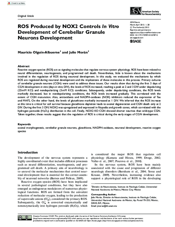 (PDF) NOX2-Derived ROS in Cerebellar Neuron Growth
