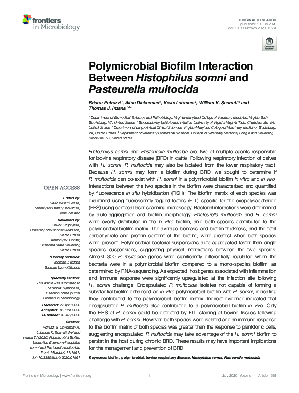 (PDF) Polymicrobial Biofilm Interaction Between Histophilus somni and ...