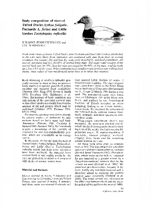 (PDF) Body composition of starved Tufted Ducks Aythya fuligula ...