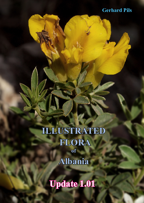 (PDF) Update 1.01 to Illustrated Flora of Albania