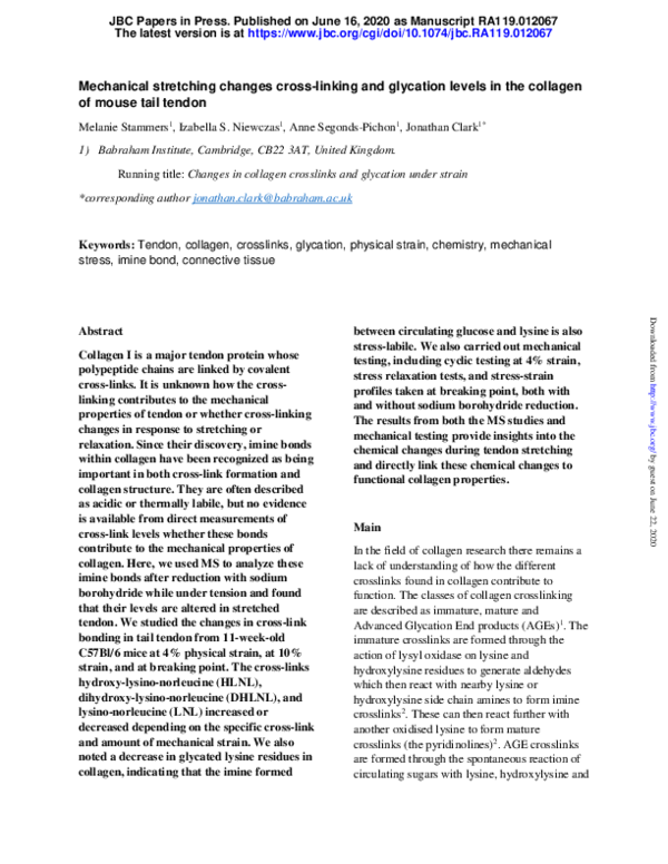 Mechanical stretching changes crosslinking and glycation levels in the ...