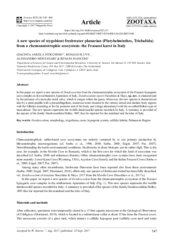 (PDF) A new species of stygobiont freshwater planarian (Platyhelminthes ...