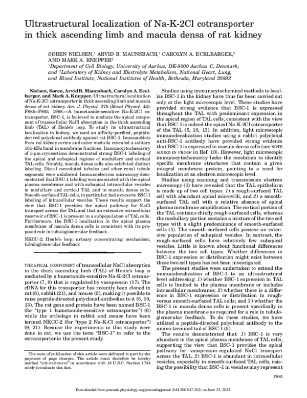 (PDF) Ultrastructural localization of Na-K-2Cl cotransporter in thick ascending limb and macula ...
