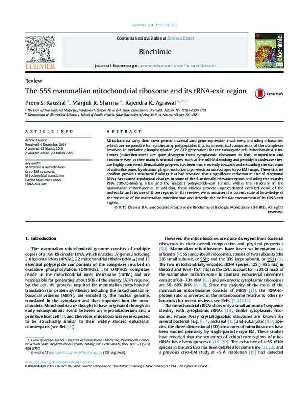 (PDF) The 55S mammalian mitochondrial ribosome and its tRNA-exit region