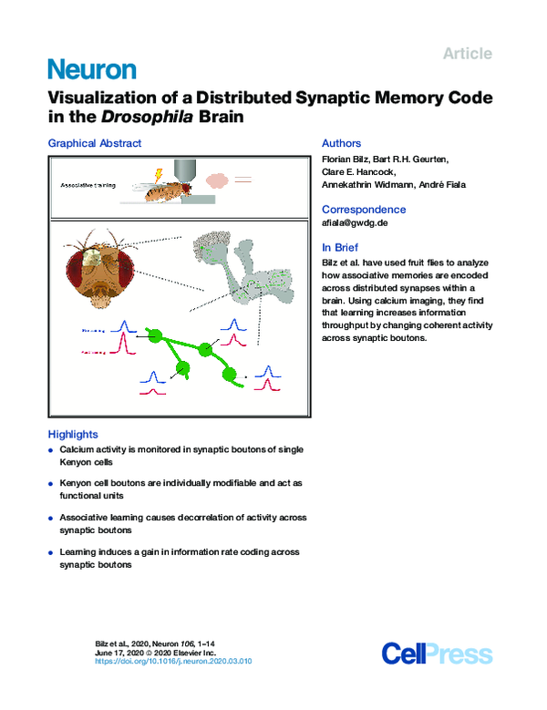 (PDF) Visualization of a Distributed Synaptic Memory Code in the Drosophila Brain