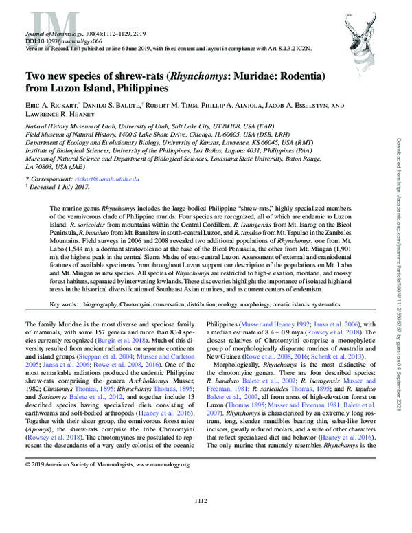 (PDF) Two new species of shrew-rats (Rhynchomys: Muridae: Rodentia ...