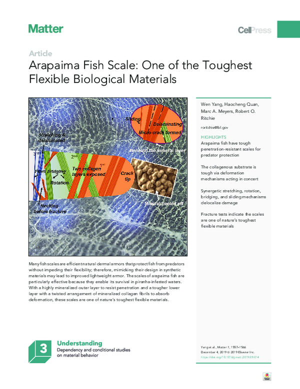 (PDF) Arapaima Fish Scale: One of the Toughest Flexible Biological ...