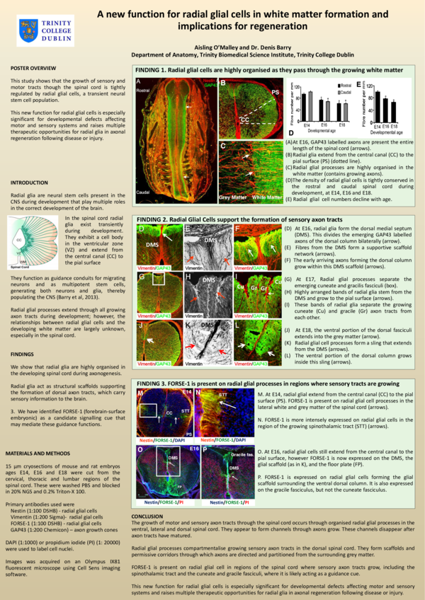 Pdf A New Function For Radial Glial Cells In White Matter Formation And Implications For