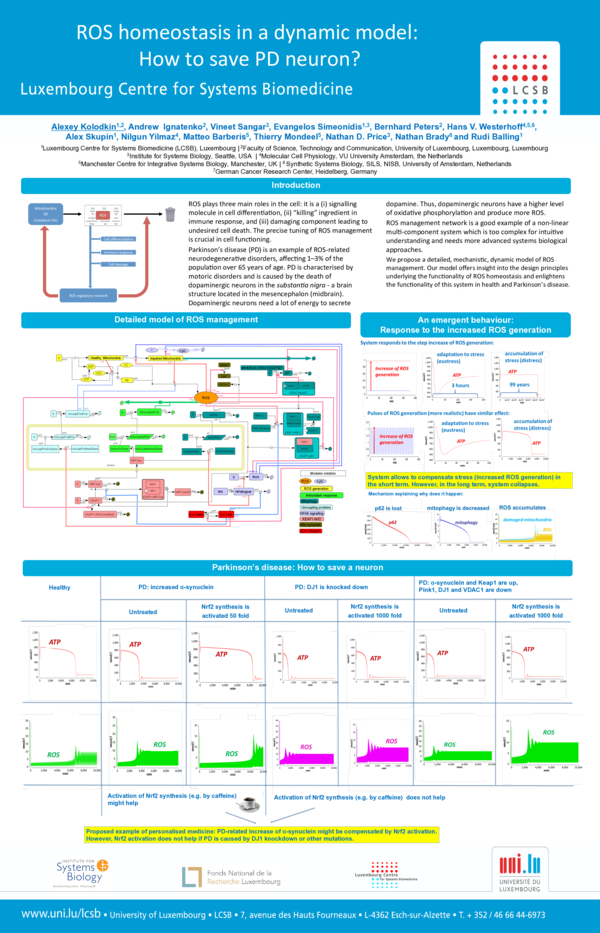 (PDF) ROS homeostasis in a dynamic model: How to save PD neuron?