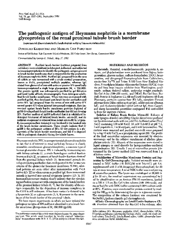 (PDF) The pathogenic antigen of Heymann nephritis is a membrane ...