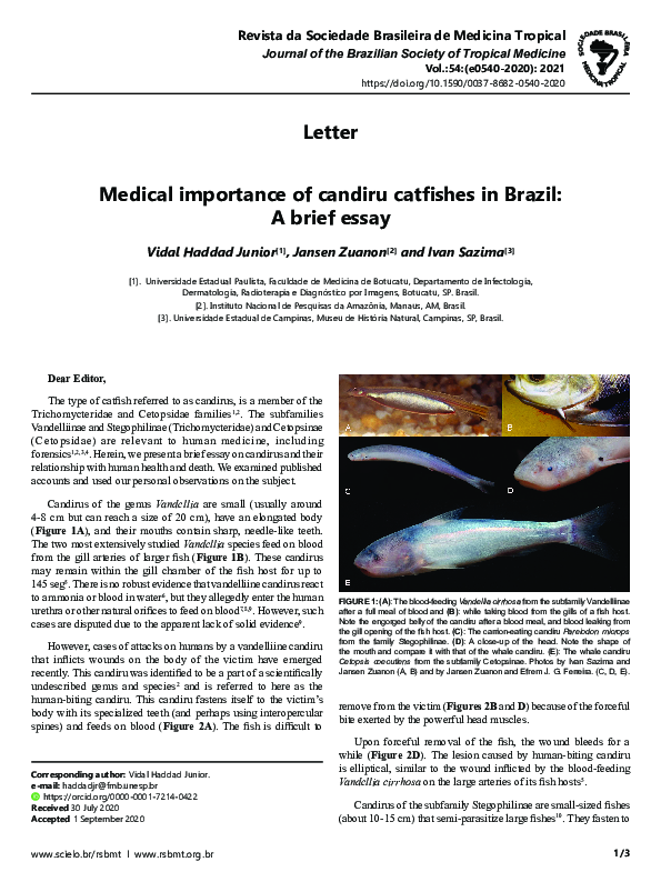 (PDF) Medical importance of candiru catfishes in Brazil: A brief essay