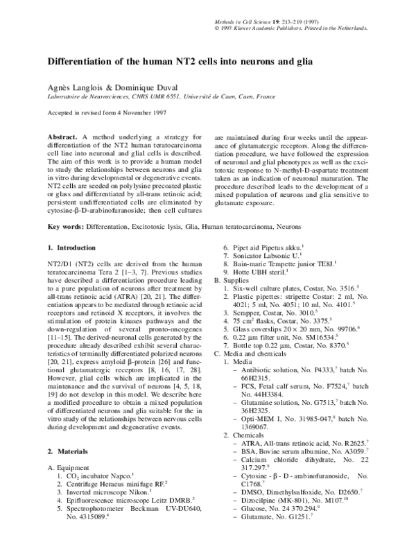(PDF) Differentiation of the human NT2 cells into neurons and glia